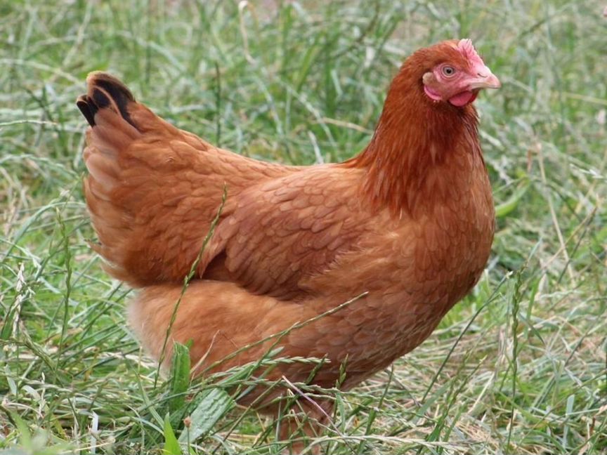 Продаются куры