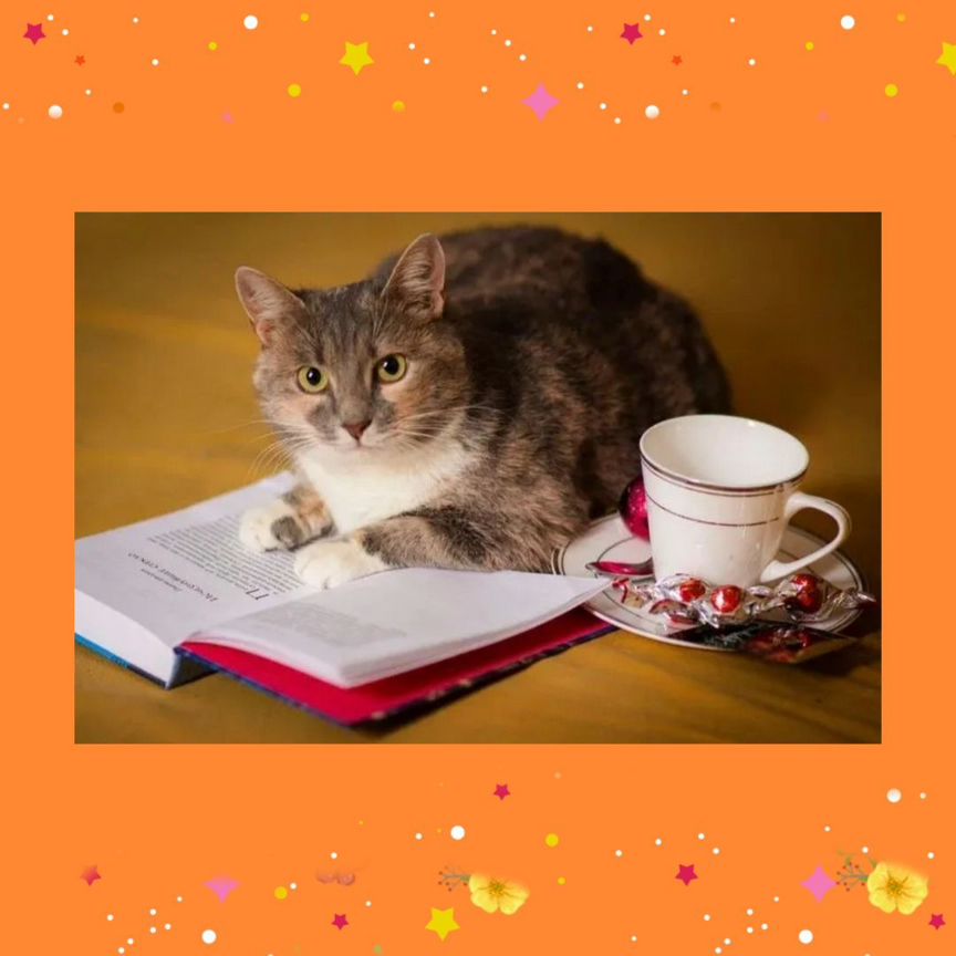 Кошка которая любит покушать