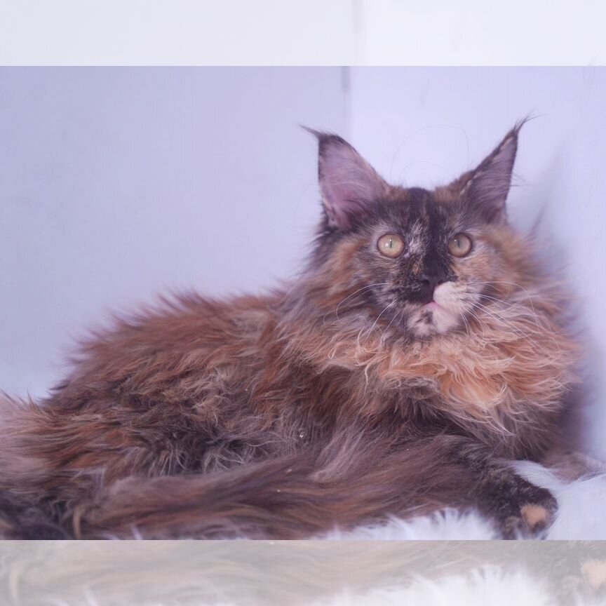 Мейн-кун котёнок