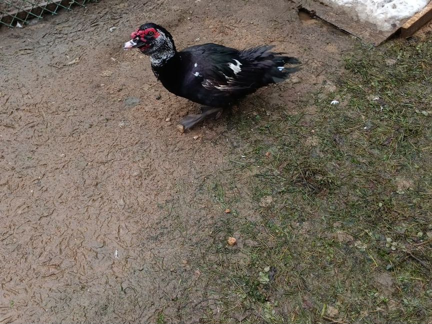 Мускусные утки