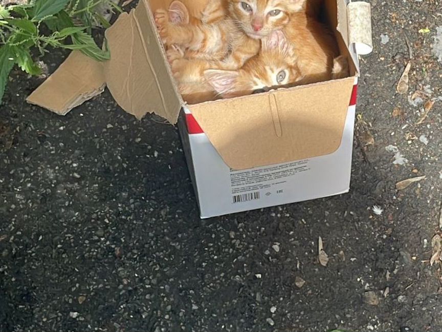 Рыжие котята ищут дом