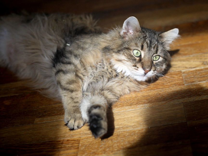 Проша ищет семью