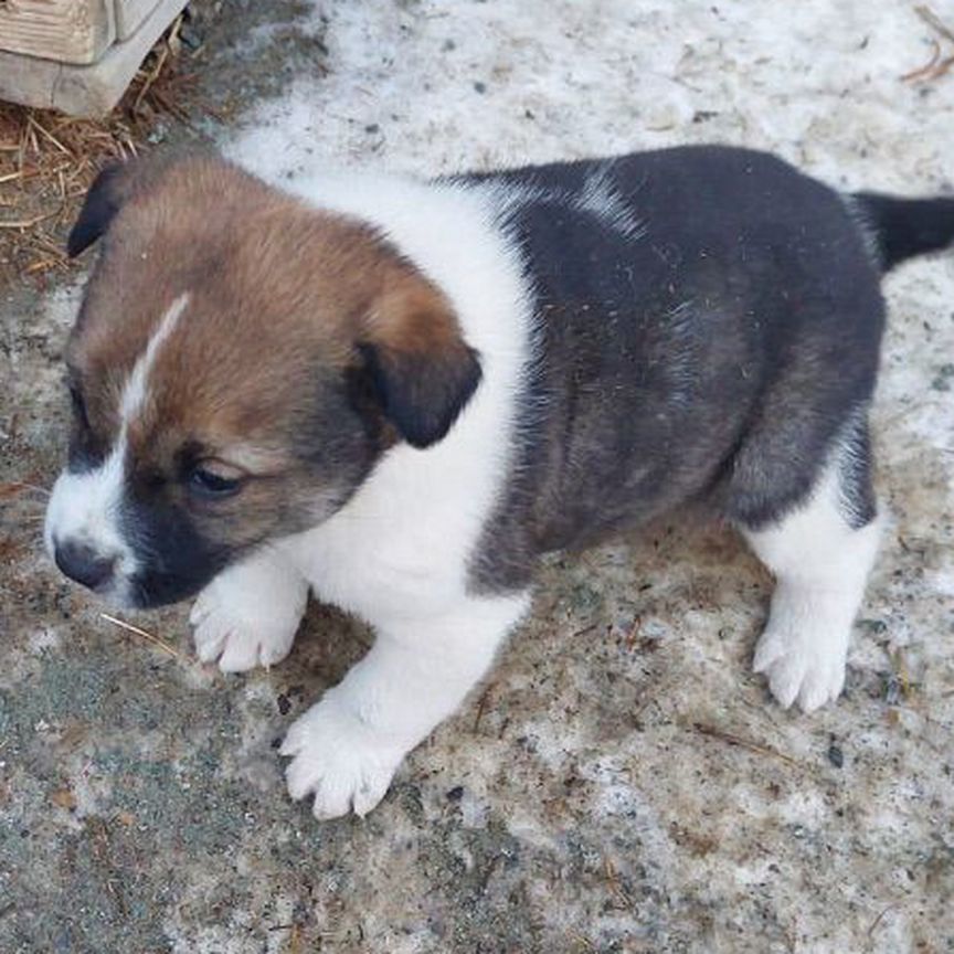 Щенок в добрые руки