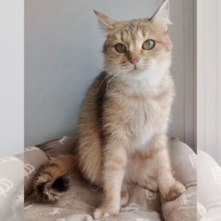 Британский короткошёрстный котёнок