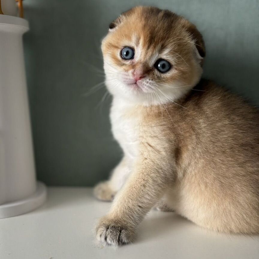 Шотландский вислоухий короткошёрстный котёнок