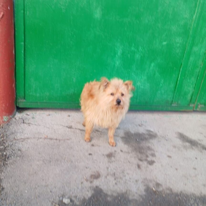 Маленькая собака в добрые руки