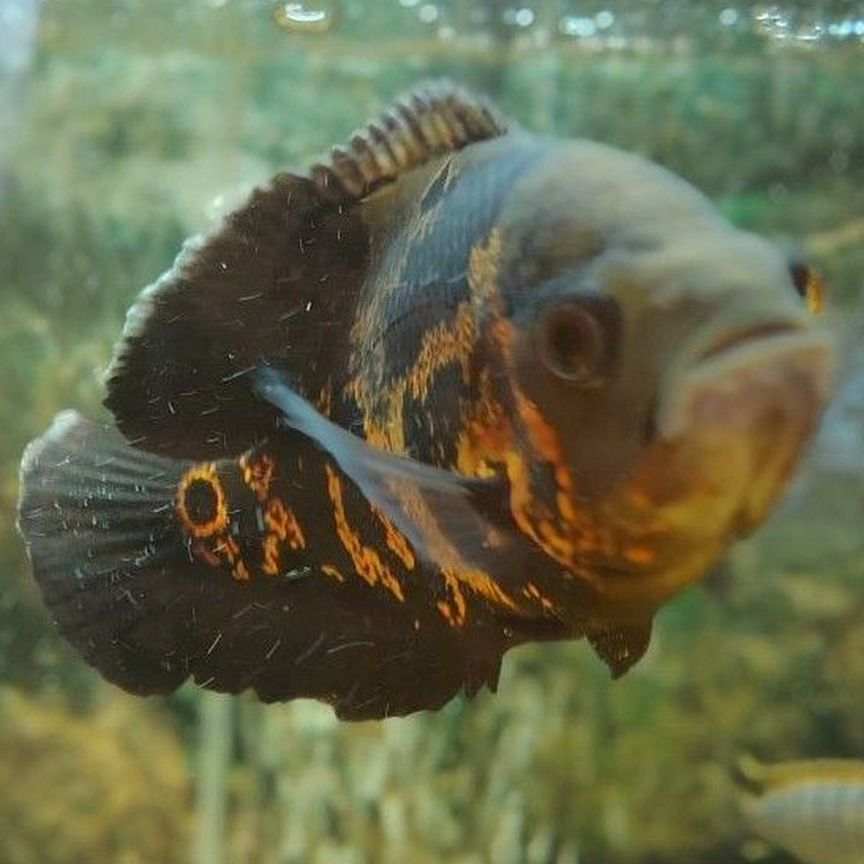 Астронотус