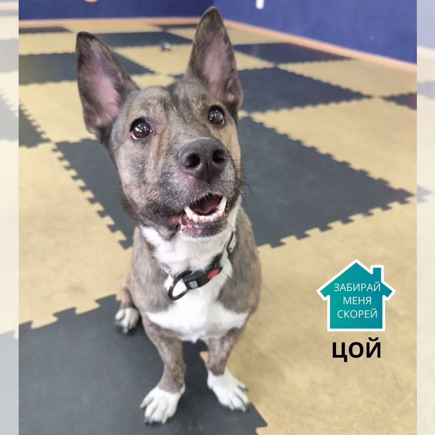 Взрослый пёс из приюта