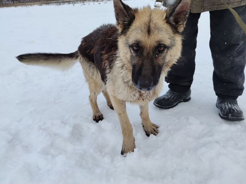 Овчарке нужна помощь