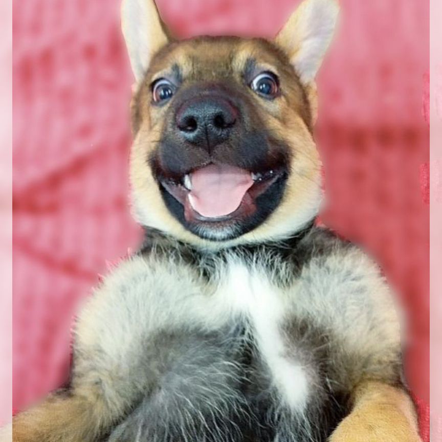 Восточноевропейская овчарка, щенок