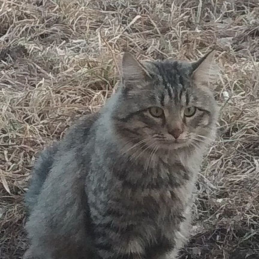 Пристраивается котик