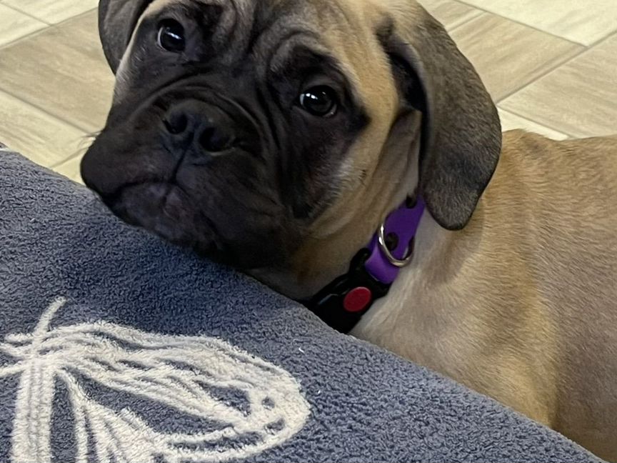 Бульмастиф девочка