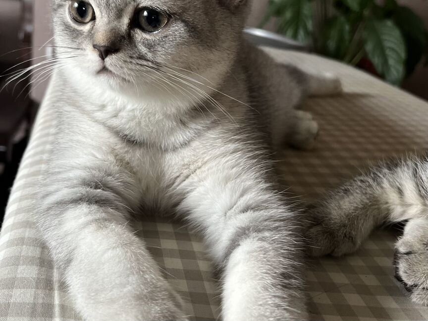 Котята скоттиш страйт