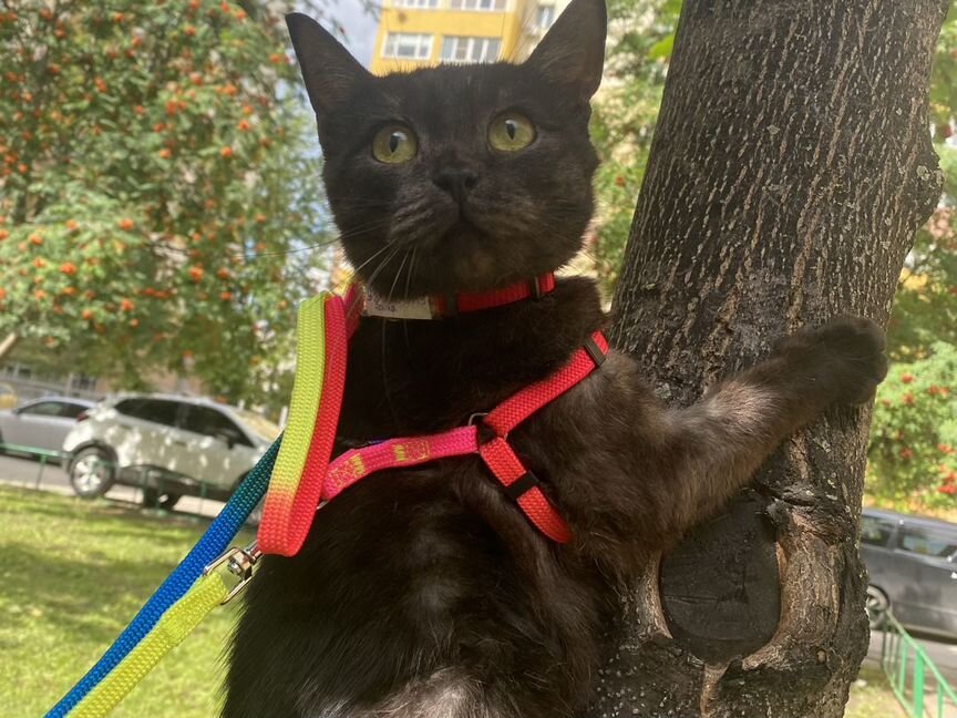 Кошки в добрые руки