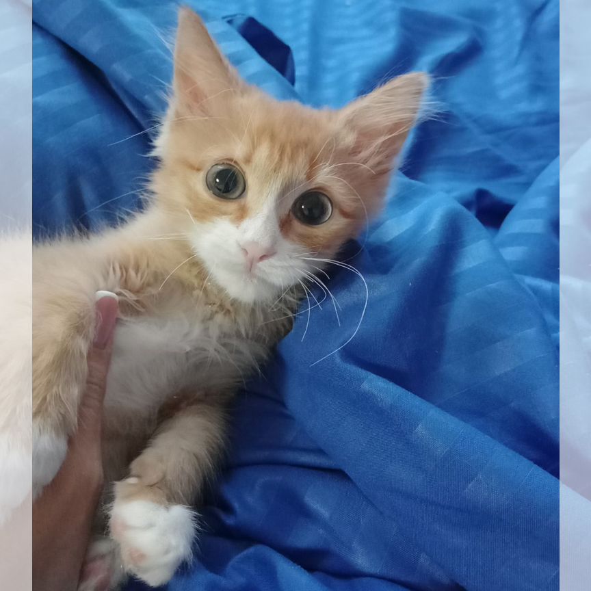 Котёнок в добрые руки