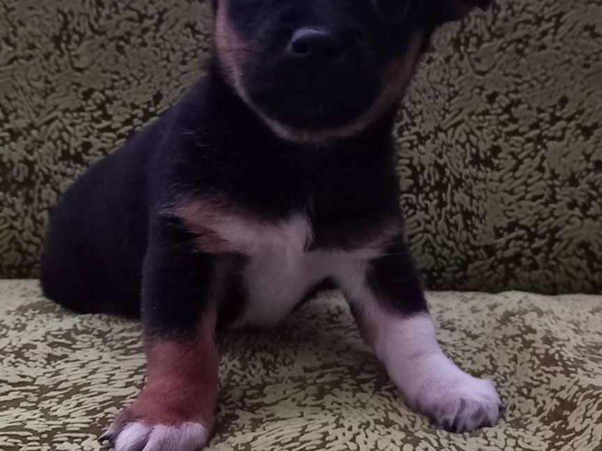 Щенок в добрые руки маленькой собаки