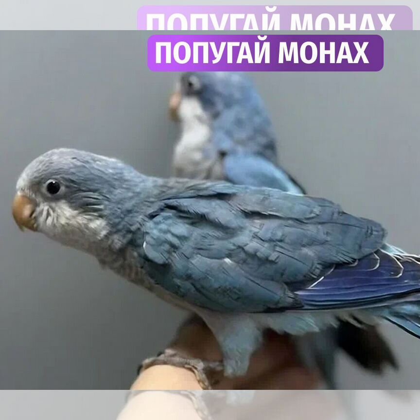 Попугай Монах