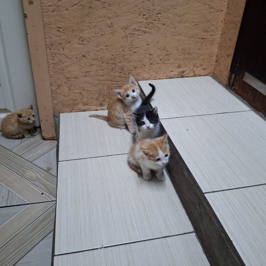 Котята