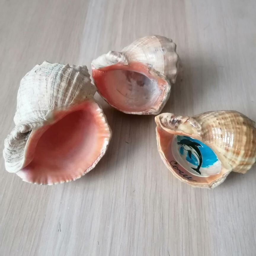 Морские ракушки