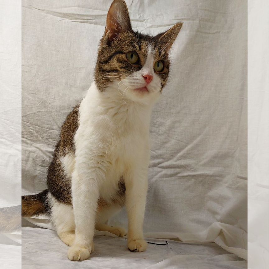 Кошка ищет дом