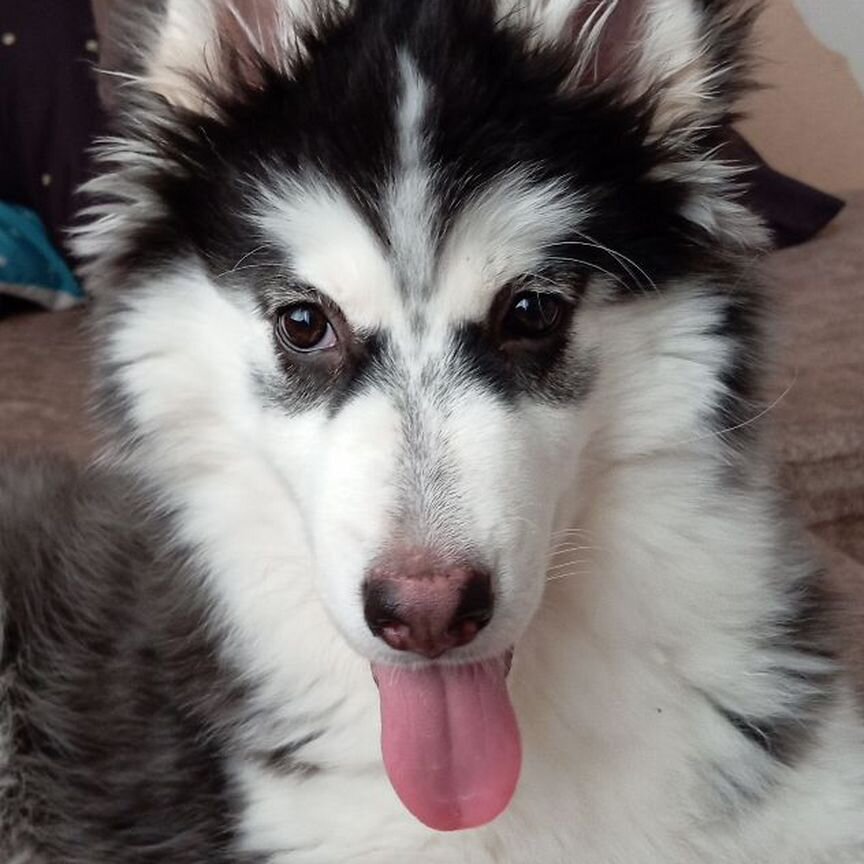 Отдам бесплатно собаку Хаски