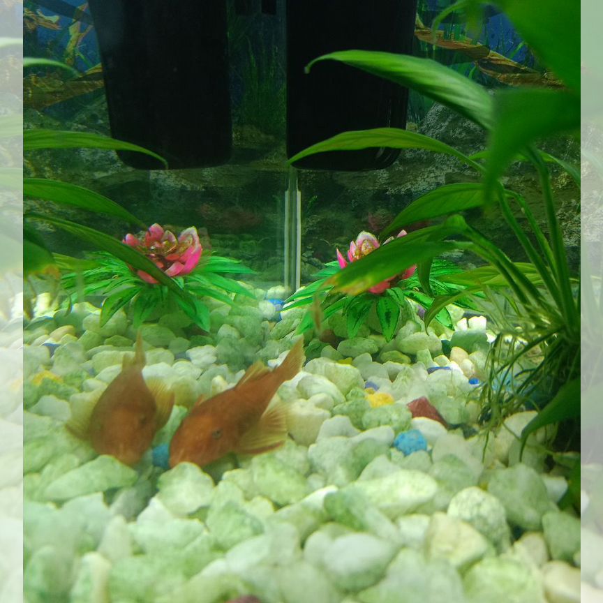Аквариумные рыбки