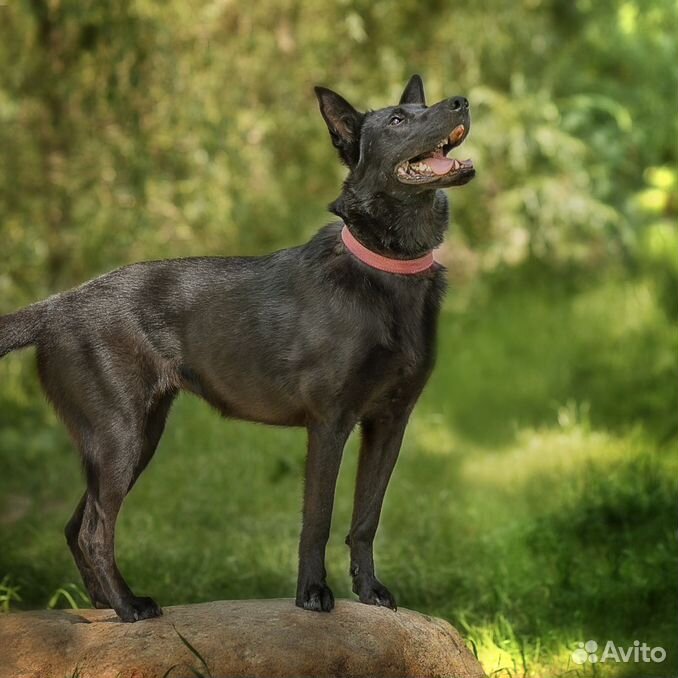 Милая собака в самые надежные и добрые руки