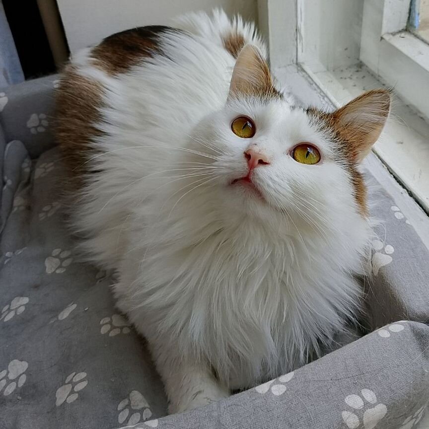 Турецкий ван, взрослый кот