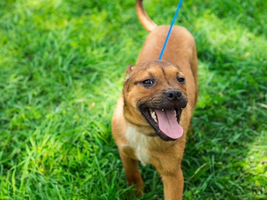 Пёсик в добрые руки