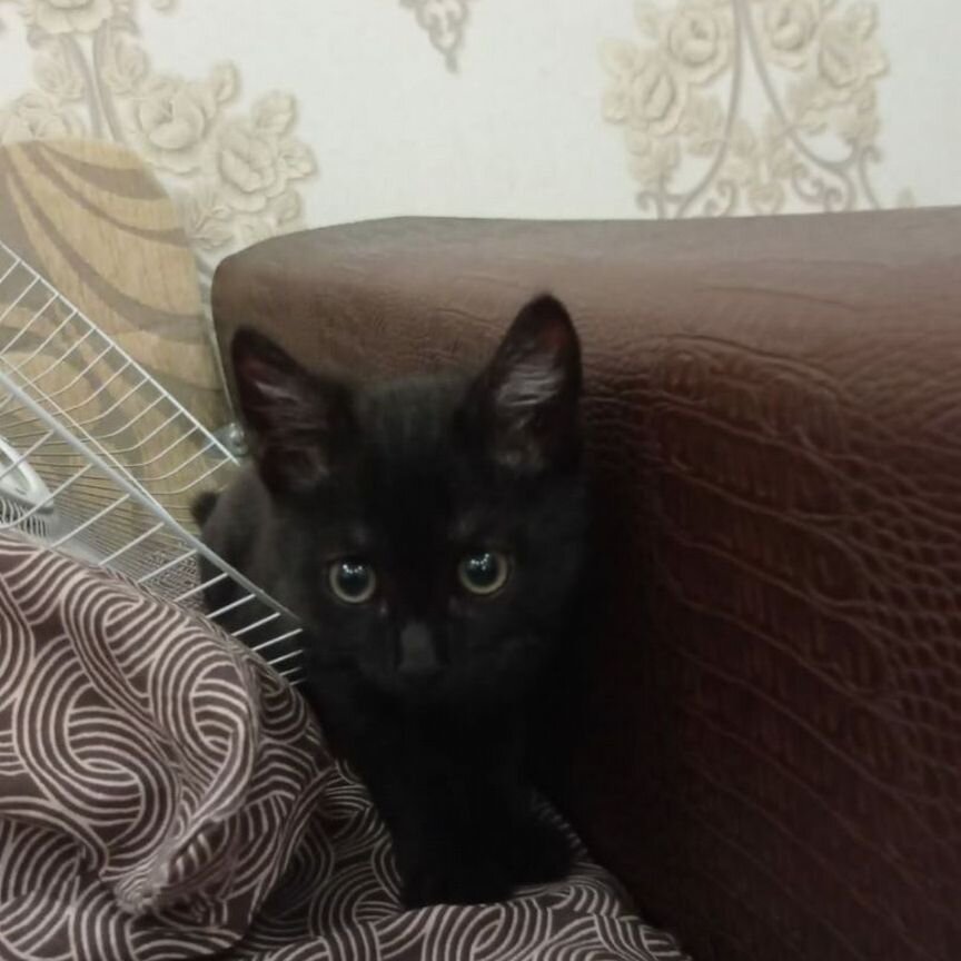 Котенок в добрые руки