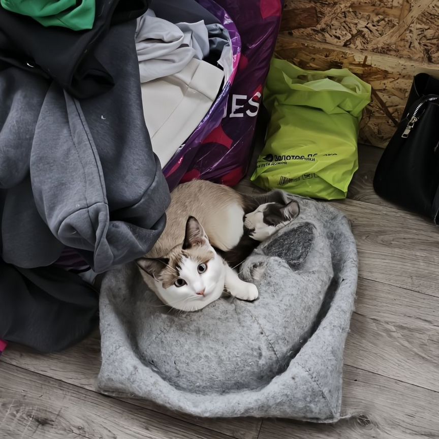 Невская маскарадная, взрослая кошка