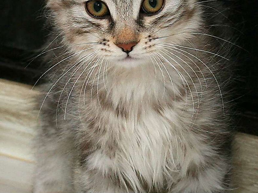Курильская кошечка
