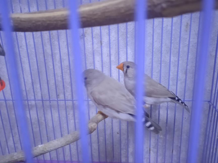 Зебровые амадины