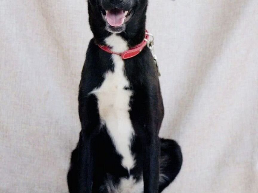 Собака в добрые руки