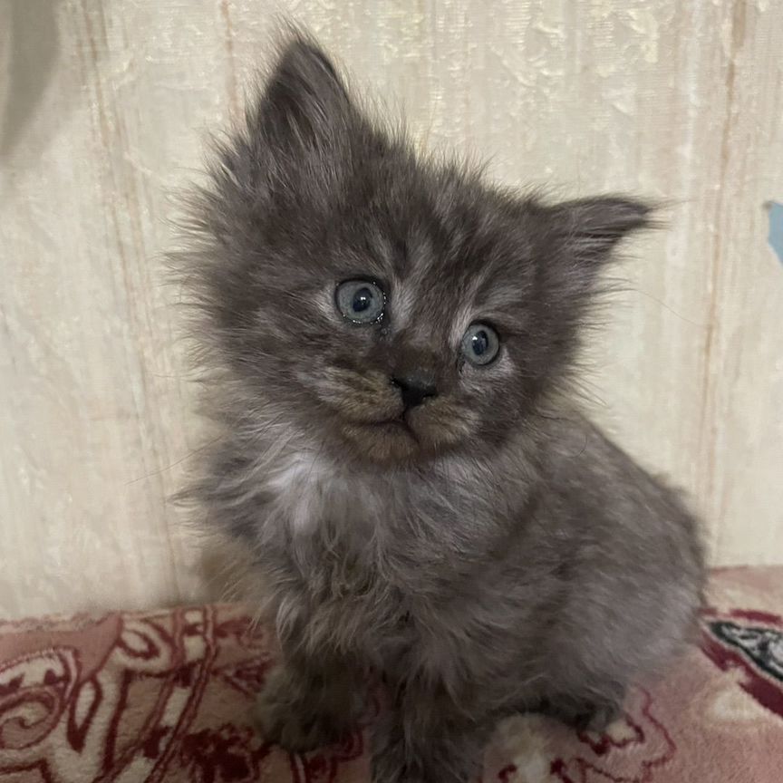 Котик от мейн куна