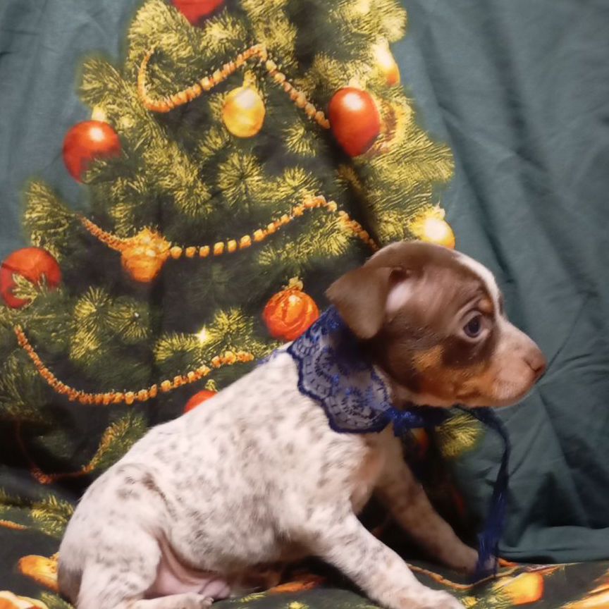 Перуанская голая собака, щенок