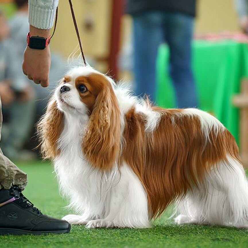 Кобель Кавалер Кинг Чарльз спаниель