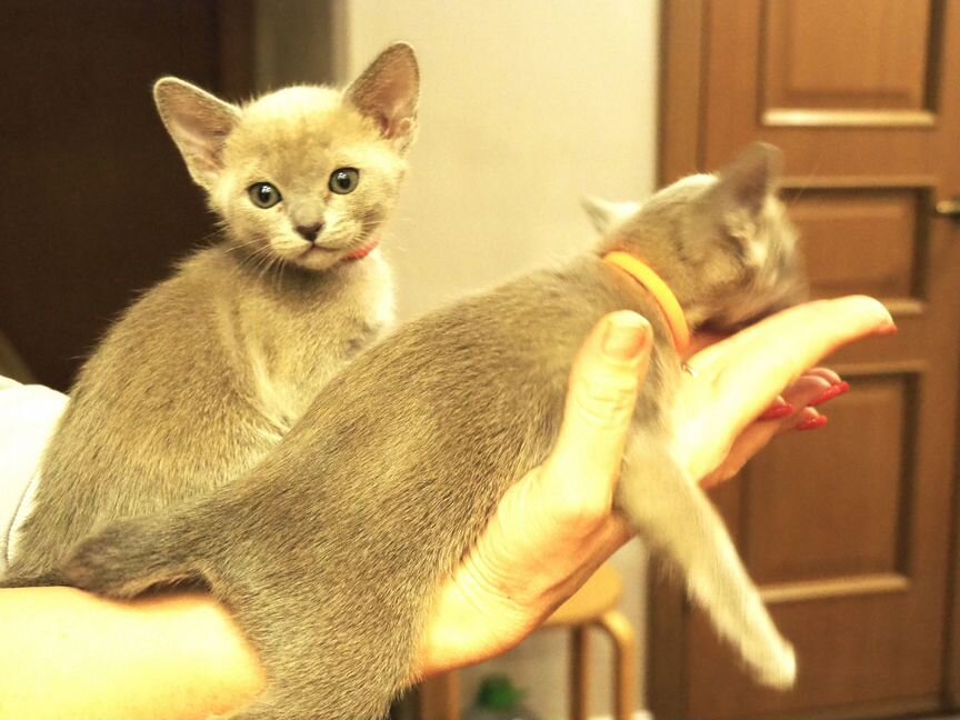 Котята европейской бурмы