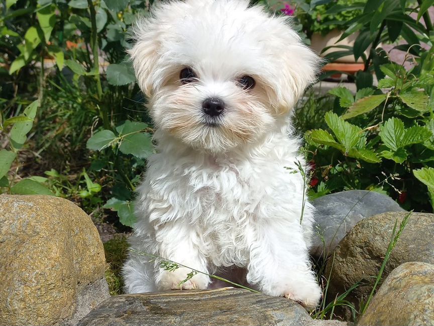 Очаровательный мальчик мальтезе, 2.5 месяца