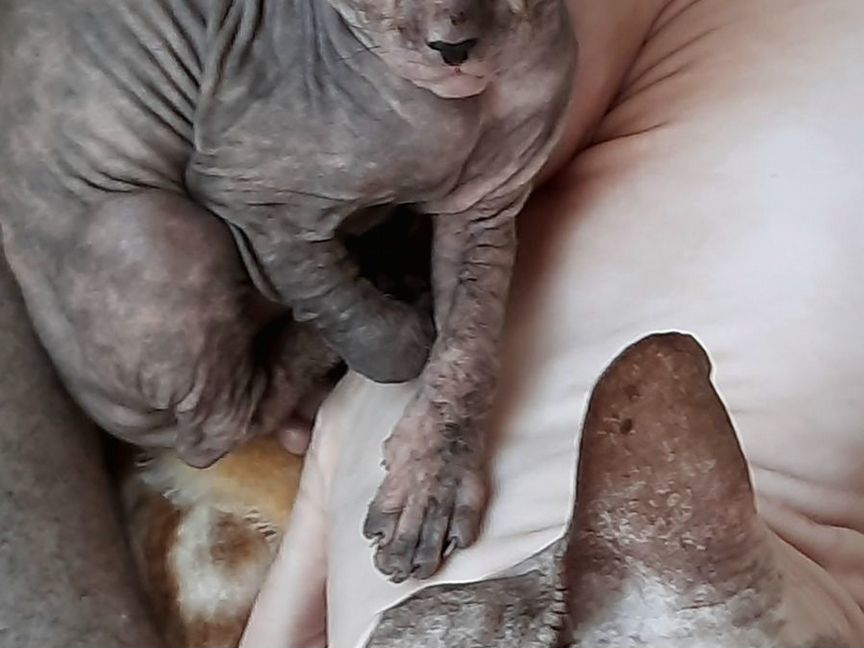 Донские котята -мимими-Йоды