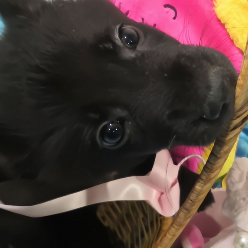 Щенок в добрые руки