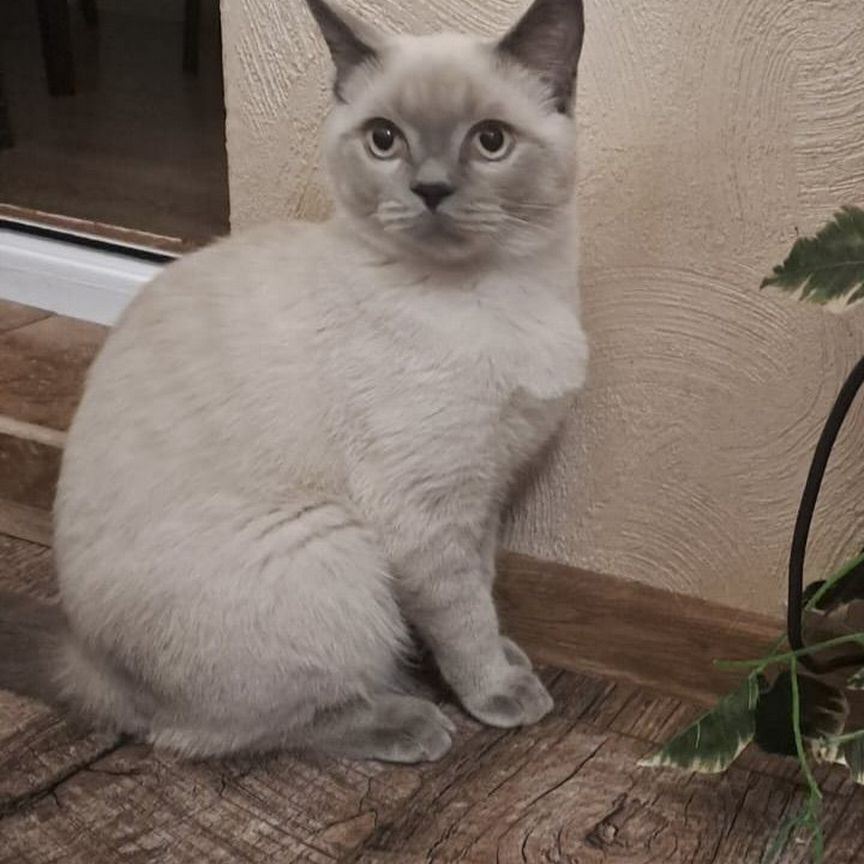 Шотланский котенок