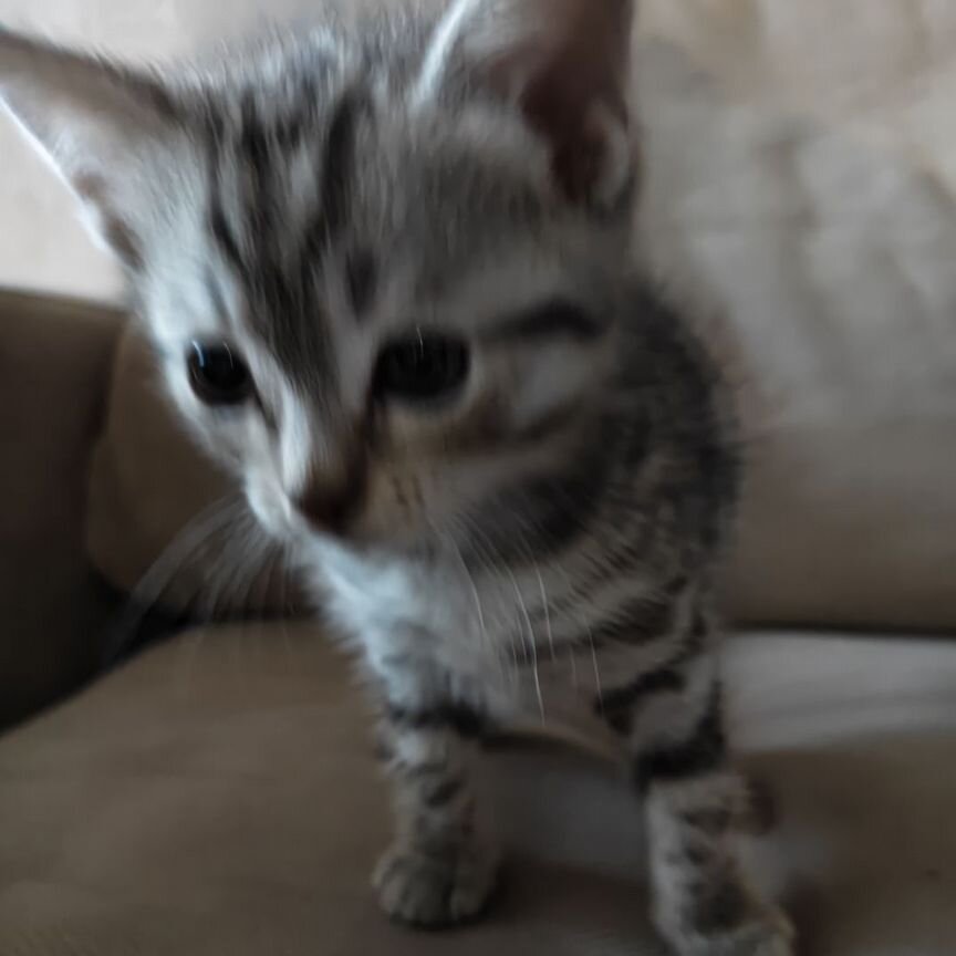 Шотландский прямоухий короткошёрстный котёнок