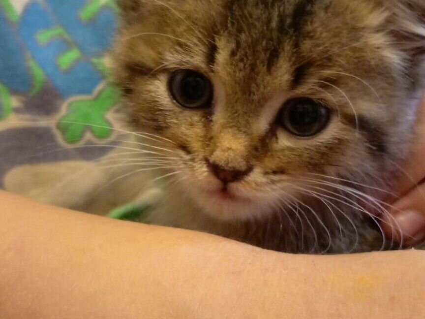 Котёнок в добрые руки бесплатно