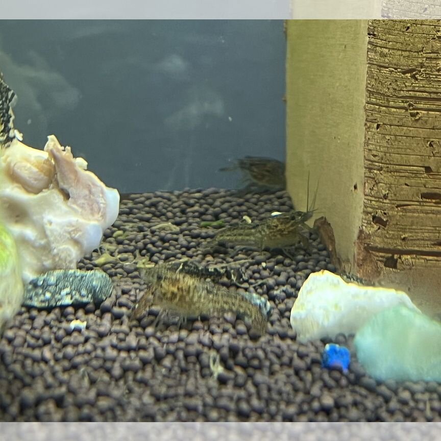 Мопморные аквариумные раки