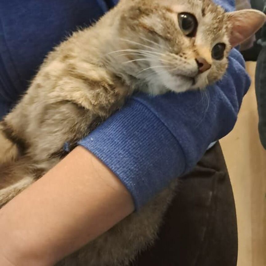 Котёнок подросток ищет дом