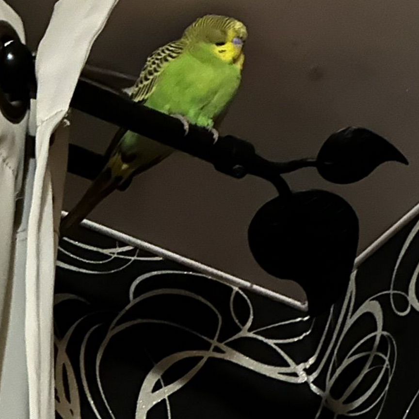 Волнистый попугай