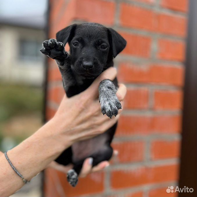 Курцхаар щенок 2 месяца