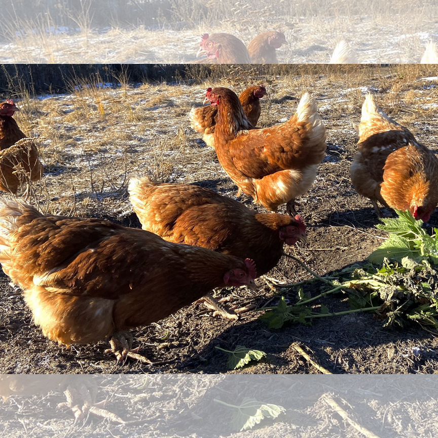 Куры несушки домашние молодые