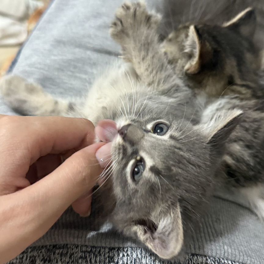Котята пацан